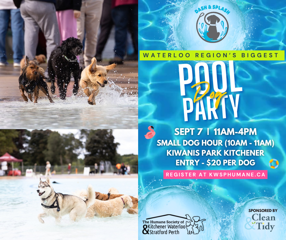 Dash & Splash | 107.5 Dave Rocks